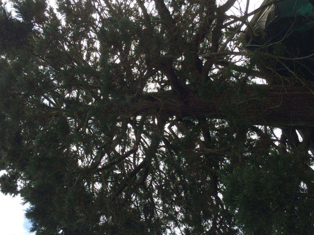 Let’s breathe in the trees… and get together soon - Clairification